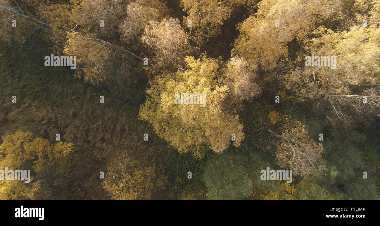 Aerial top view over stream in autumn forest in the morning, wide photo ...