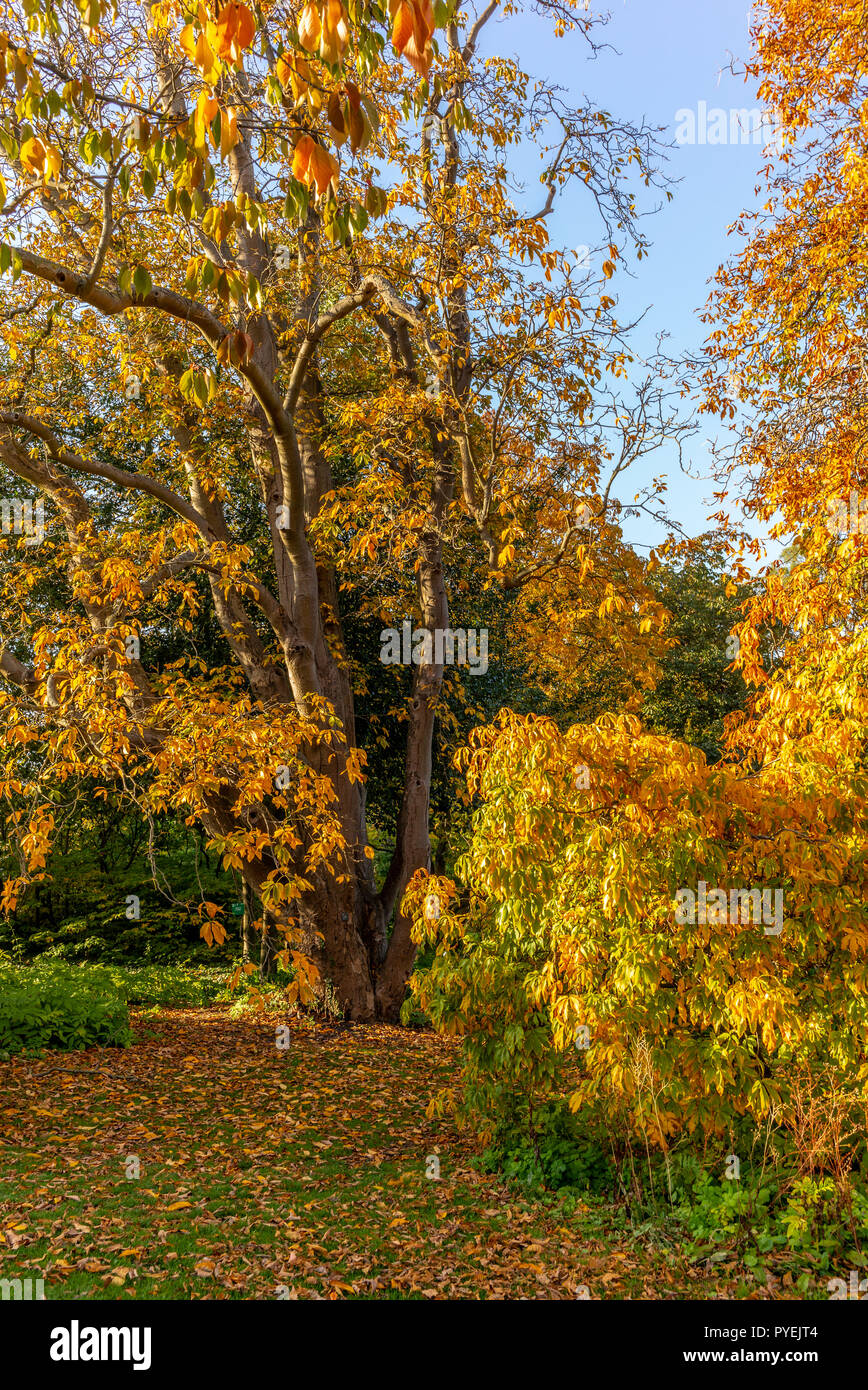 Colorful autumn trees in a park in Copenhagen in Denmark - 1 Stock ...