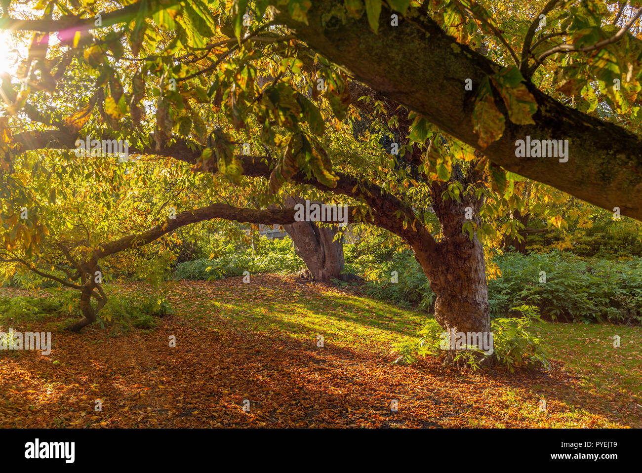 Colorful autumn trees in a park in Copenhagen in Denmark - 2 Stock ...