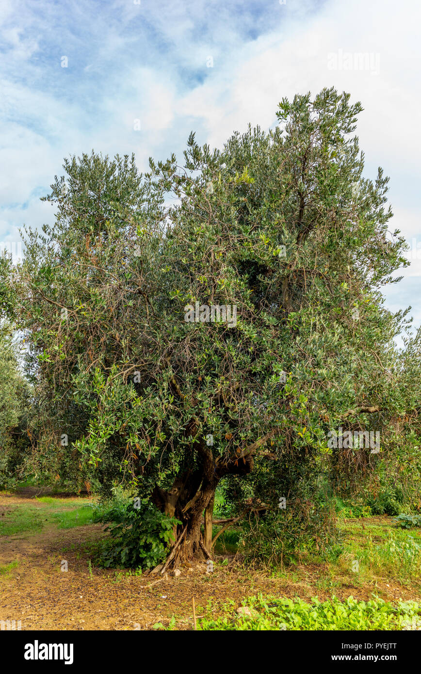 Olive tree loaded olives hi-res stock photography and images - Alamy