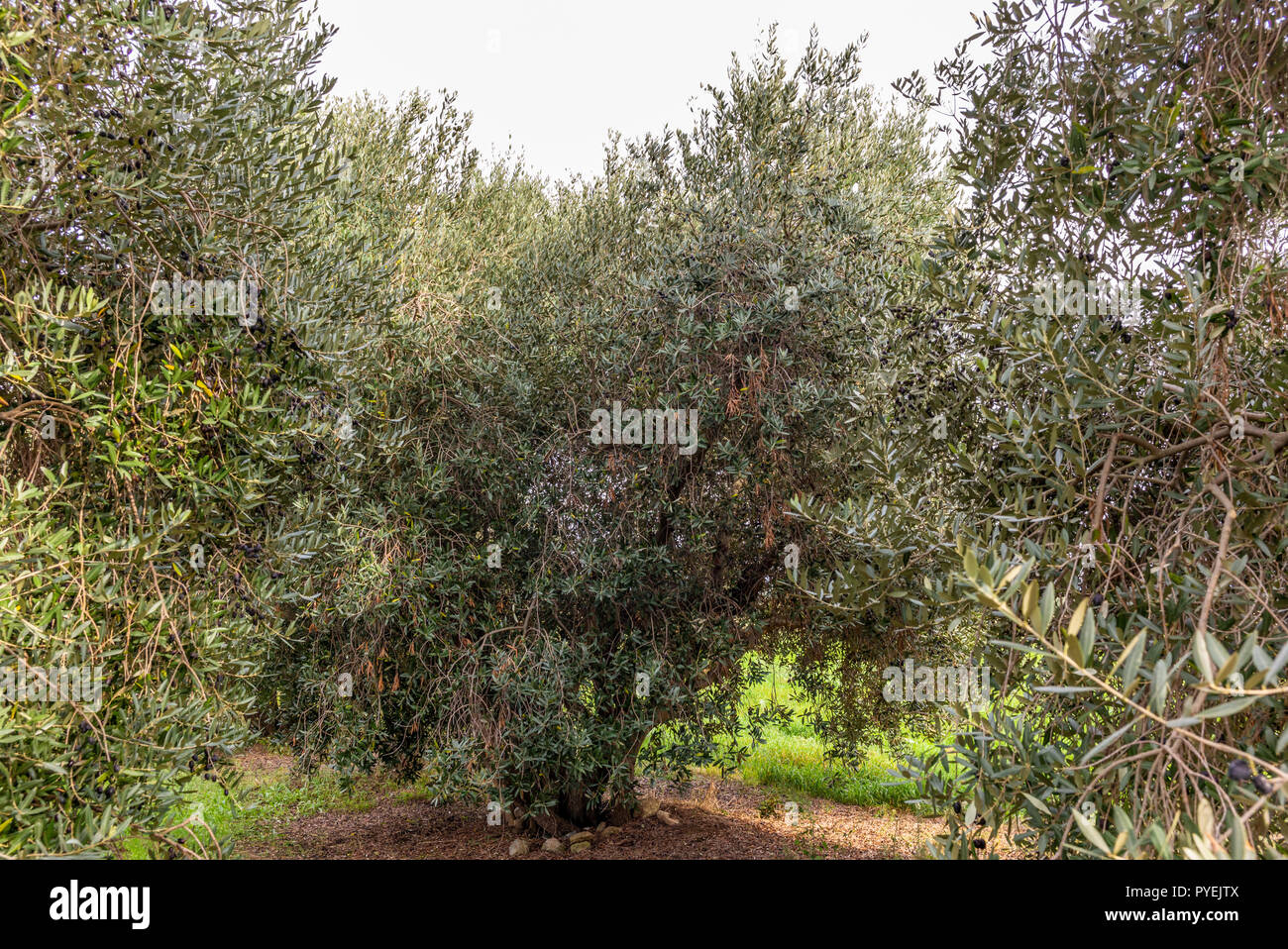 Olive tree loaded olives hi-res stock photography and images - Alamy