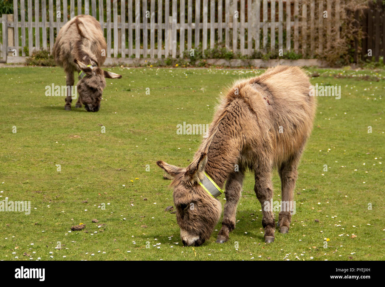Donkeys new forest hi-res stock photography and images - Alamy