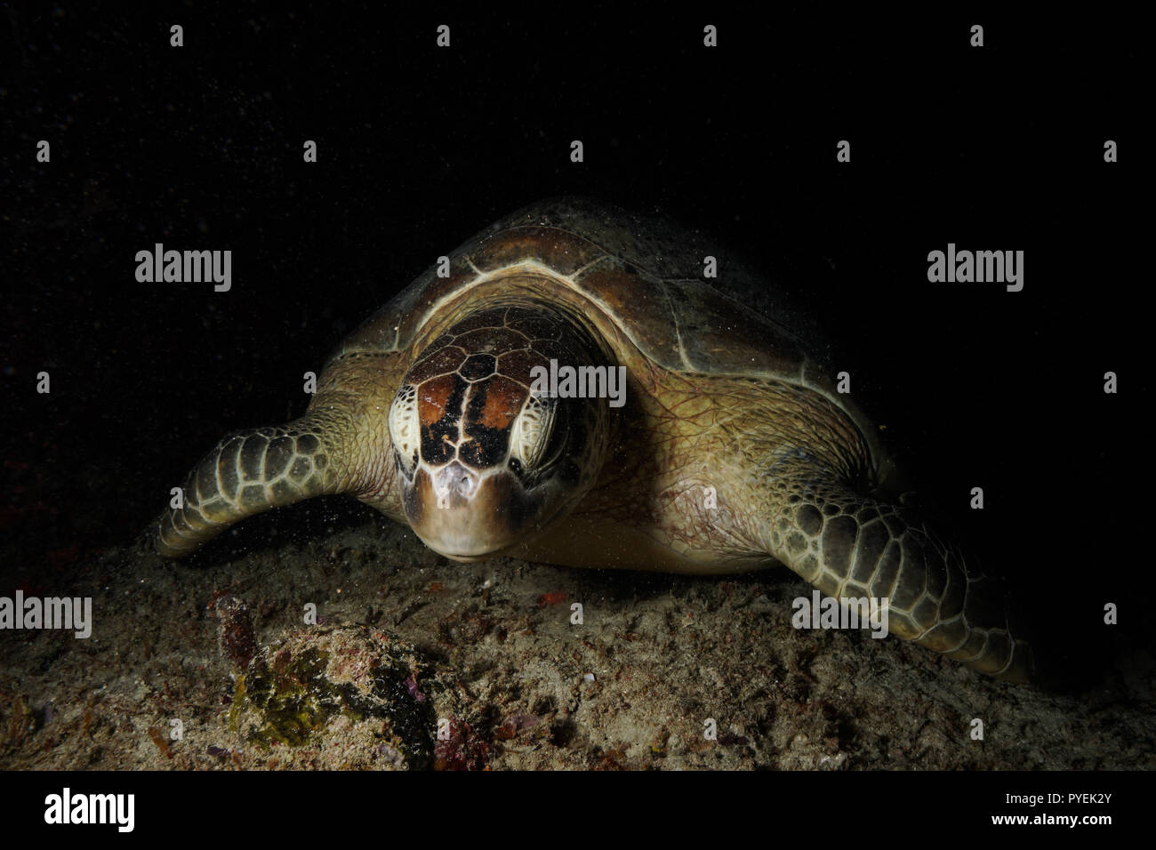 Green Turtles Indian Ocean Stock Photos & Green Turtles Indian Ocean ...