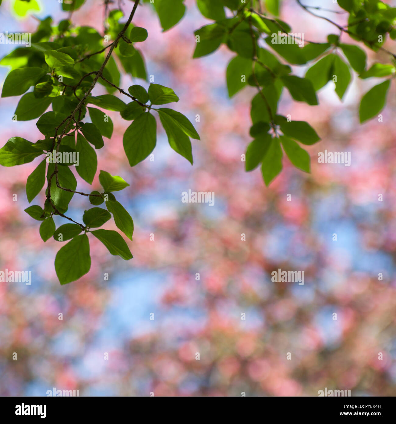 Spring blur bokeh square background with green branches Stock Photo - Alamy