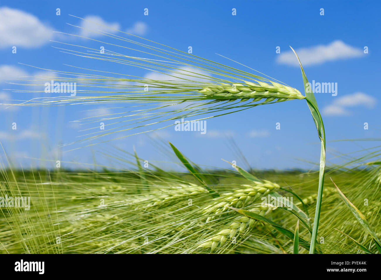 Spring barley seeds hi-res stock photography and images - Alamy