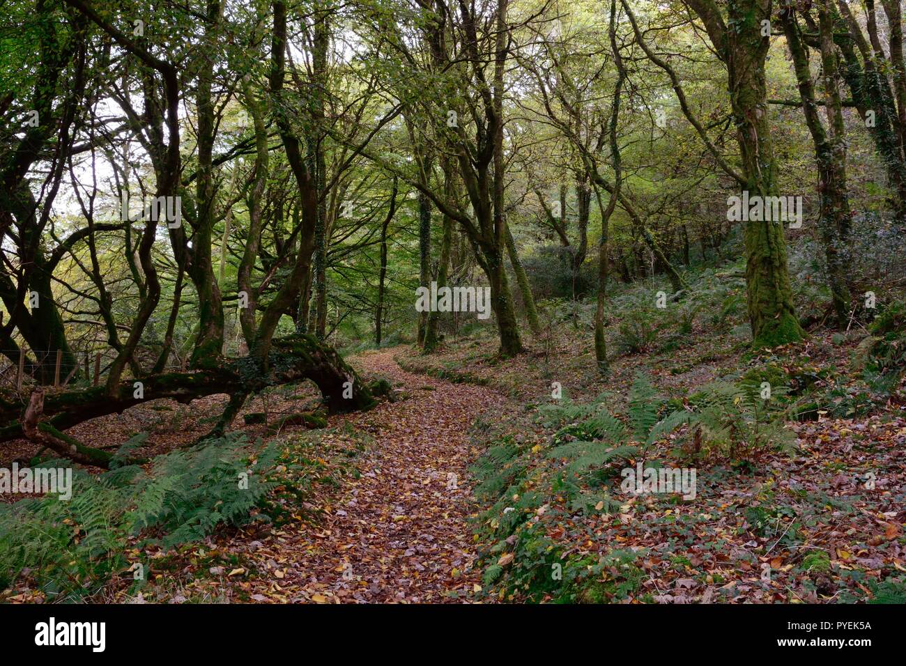 Gwaun Valley Walk in autumn through Pontfaen Woods Cum Gwaun ...
