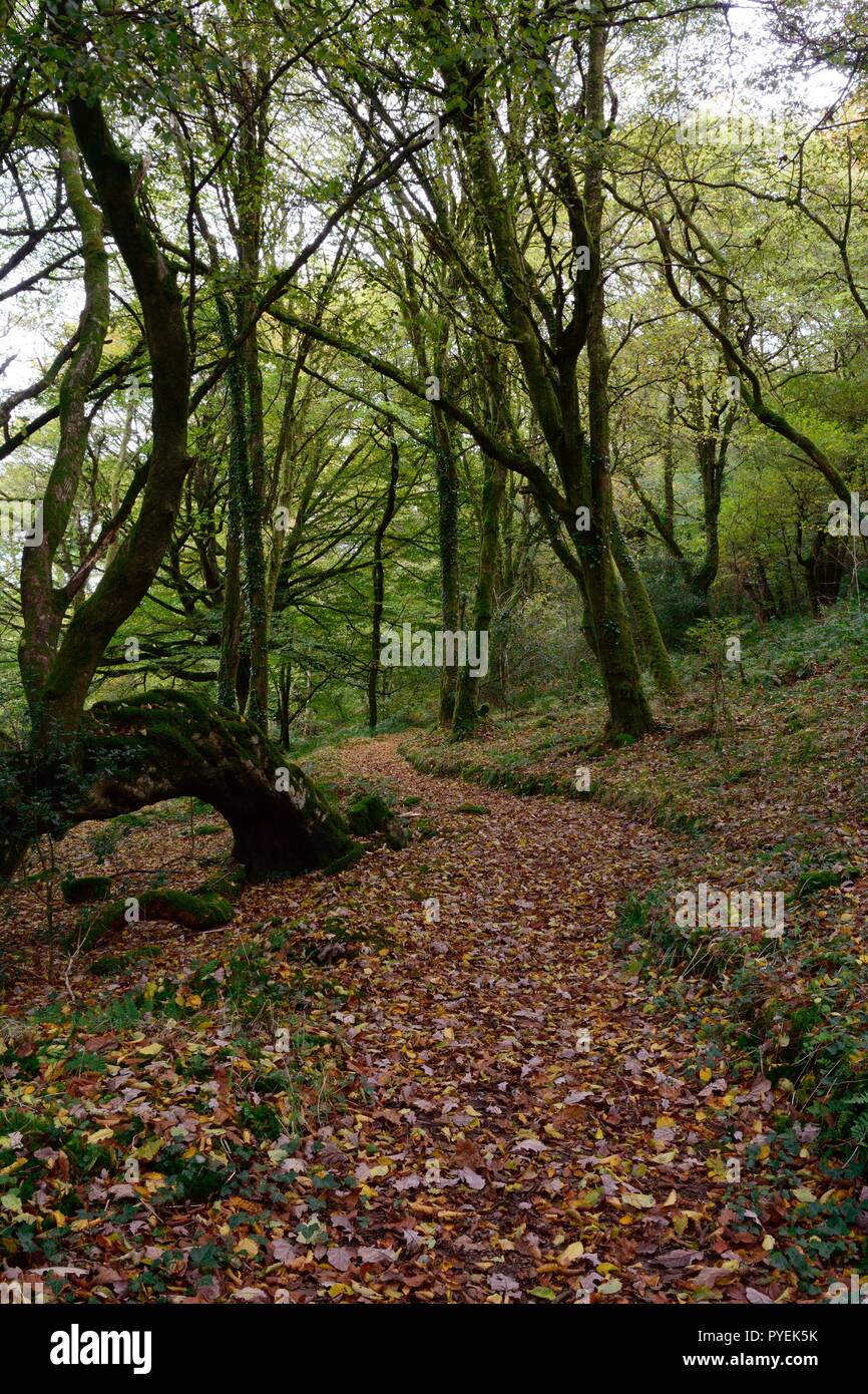 Gwaun Valley Walk in autumn through Pontfaen Woods Cum Gwaun ...