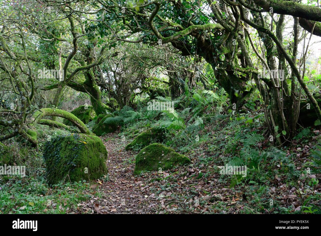 Pontfaen woods hi-res stock photography and images - Alamy