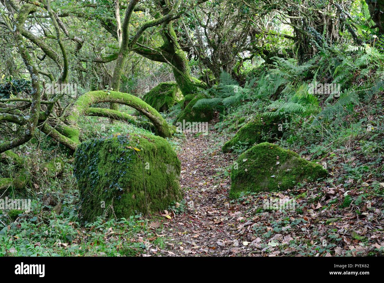 Gwaun Valley Walk through moss covered boulder stones Pontfaen Woods ...
