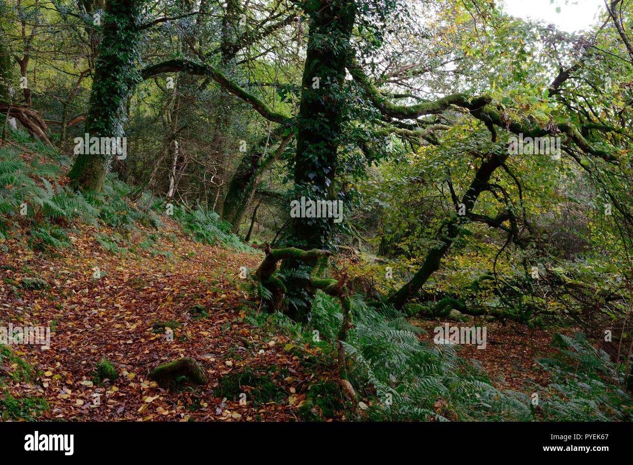 Gwaun Valley Walk in autumn through Pontfaen Woods Cum Gwaun ...