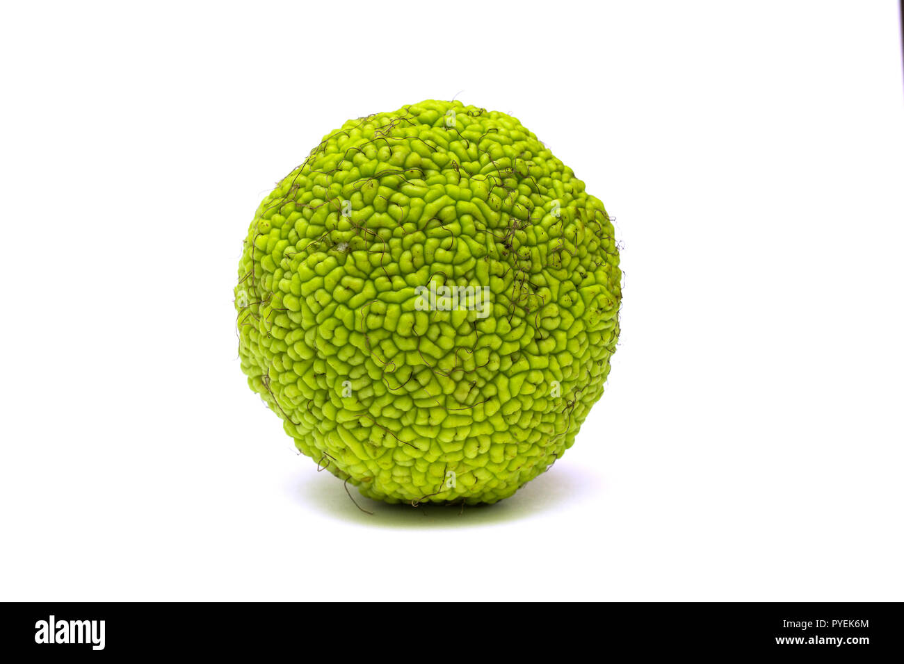 Maclura pomifera fruit isolated on white background Stock Photo - Alamy