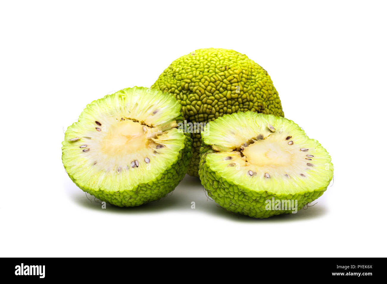 Maclura pomifera hi-res stock photography and images - Alamy