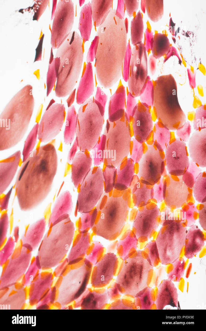 A close up/macro photograph of chromatophores in the skin of a Loligo ...