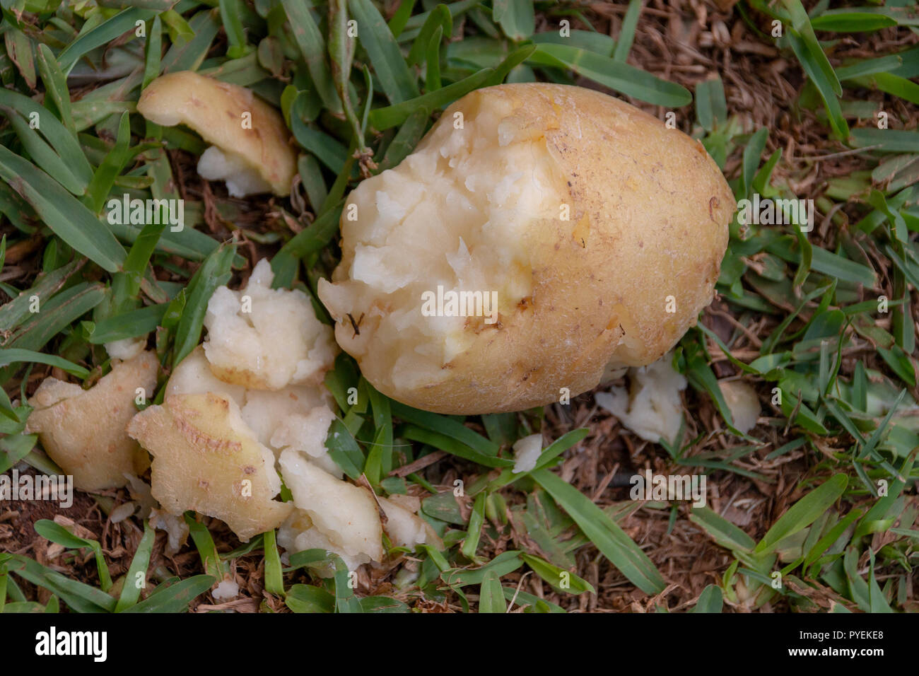 Parts of the potato hi-res stock photography and images - Alamy