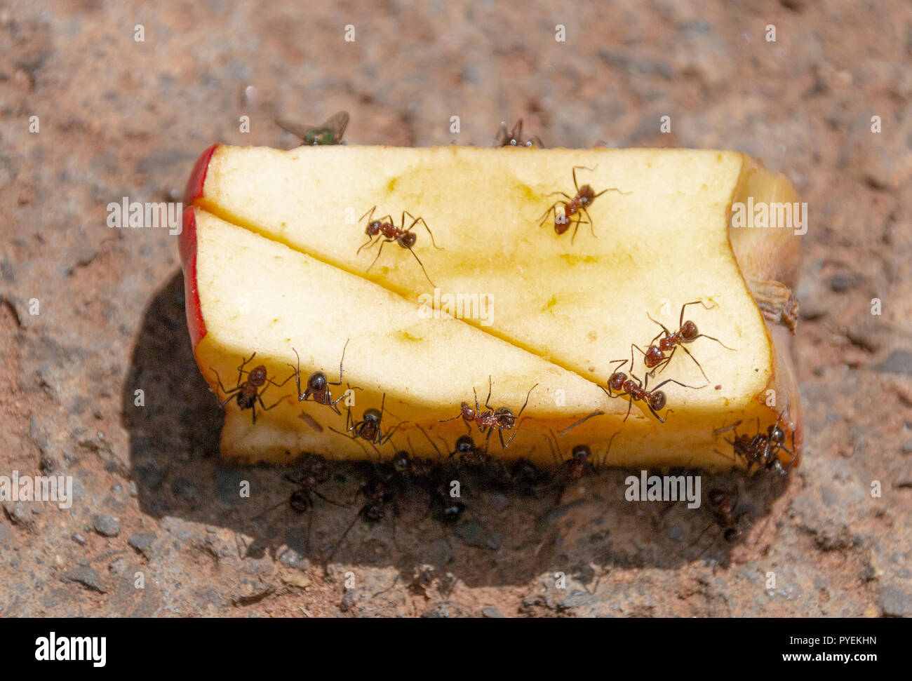 A Close up view of a cut red apple being eaten with big ants on a ...