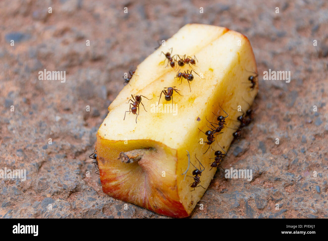 A Close up view of a cut red apple being eaten with big ants on a ...