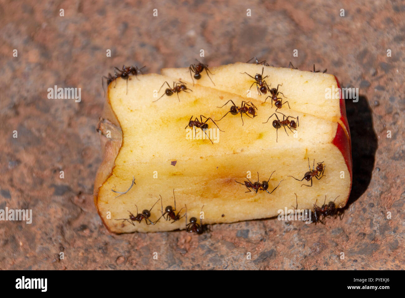 A Close up view of a cut red apple being eaten with big ants on a ...