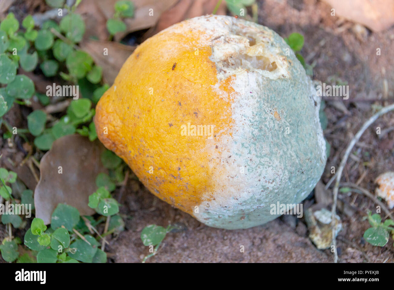 A close up view of a rotten lemon outside on the garden with mould ...