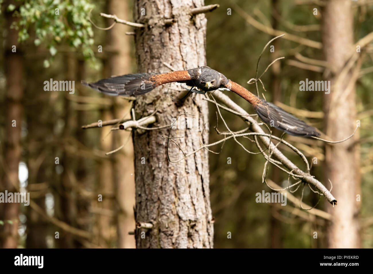 UK, Sherwood Forrest, Nottinghamshire Birds of Prey Event - October ...