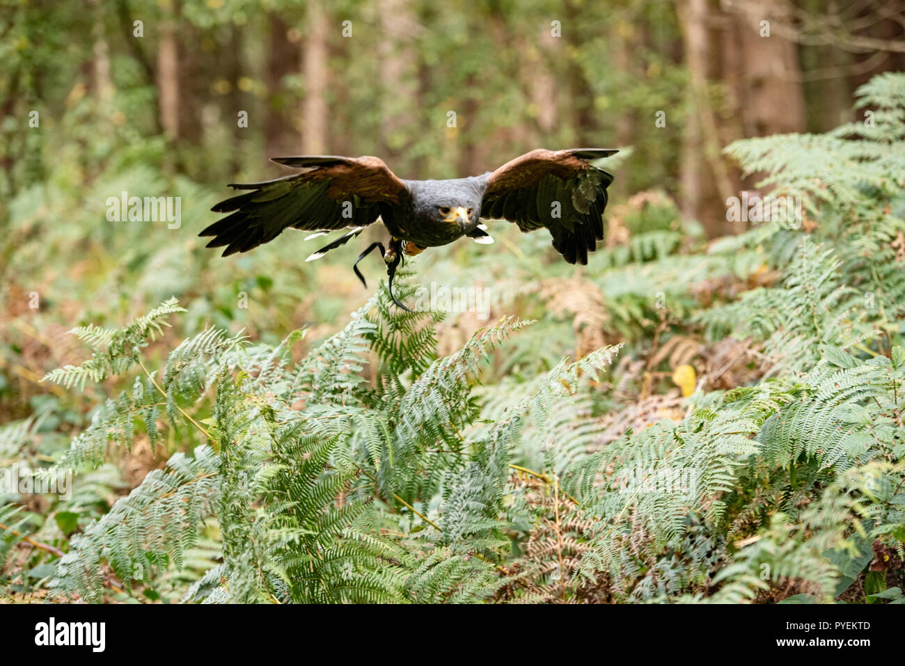 UK, Sherwood Forrest, Nottinghamshire Birds of Prey Event - October ...