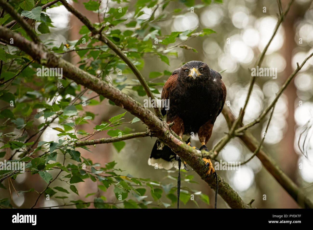 Forrest uk birds eye hi-res stock photography and images - Alamy