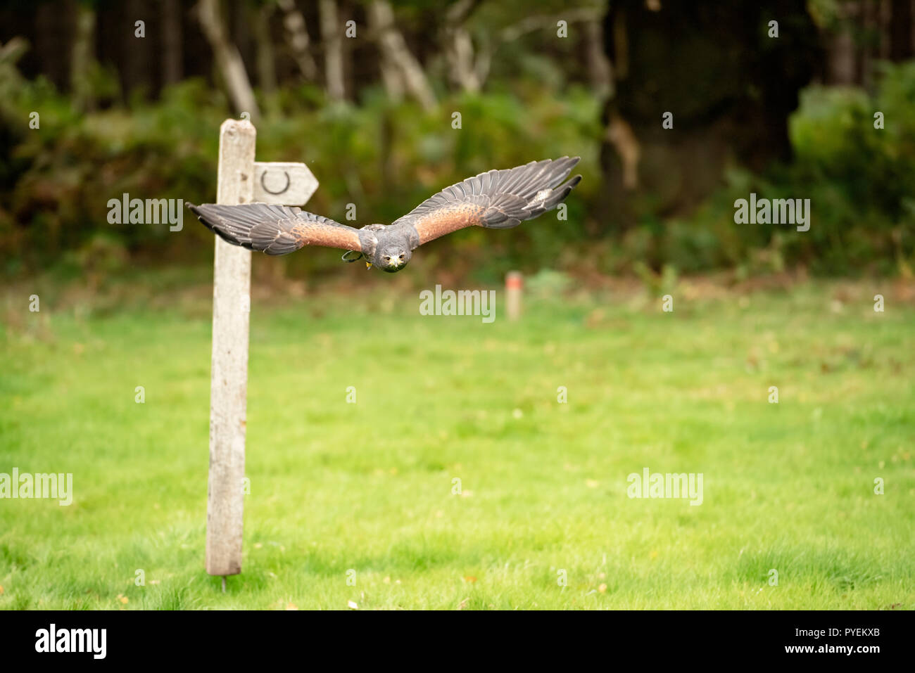 Forrest uk birds eye hi-res stock photography and images - Alamy
