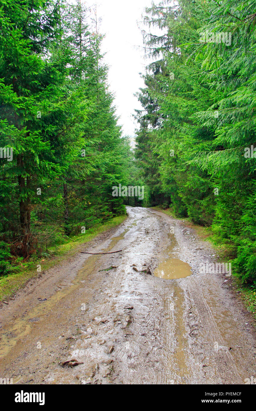 rain in forest. Road with puddles and mud in wood during rain. Road ...