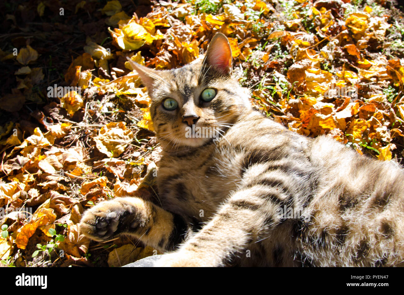 cats enjoying nature Stock Photo - Alamy