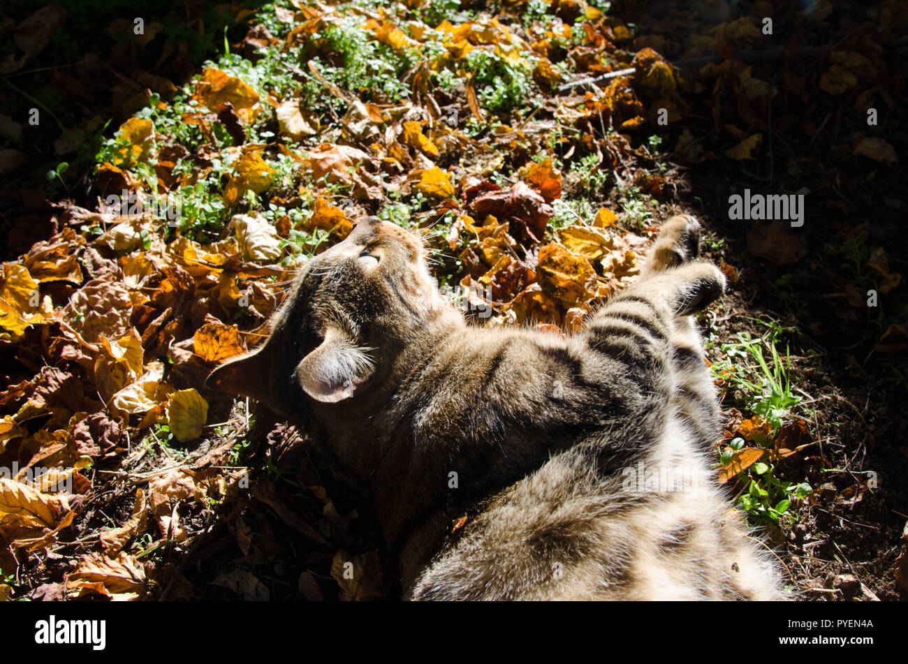 cats enjoying nature Stock Photo - Alamy