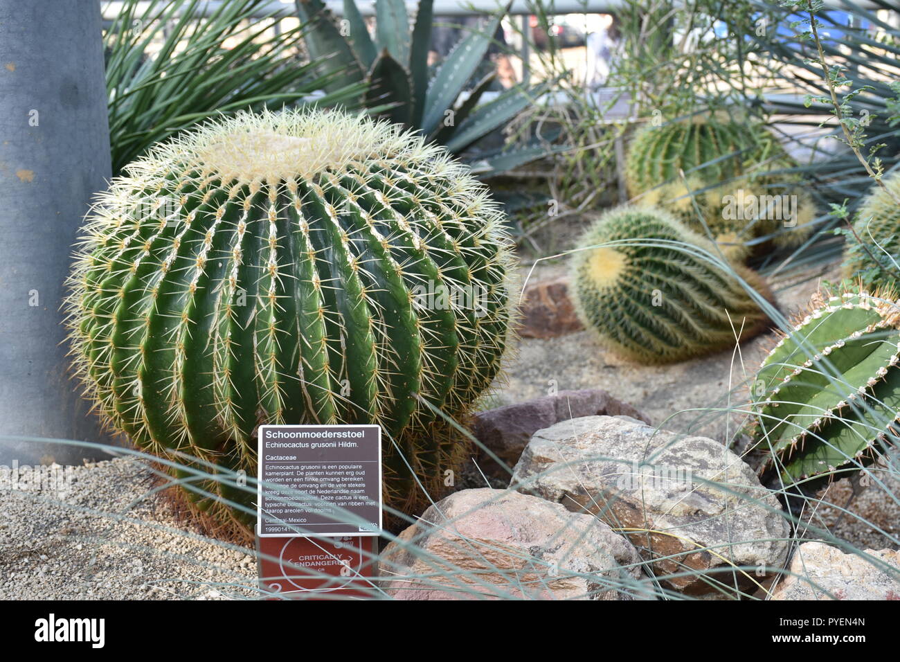Cactus botanical garden section hi-res stock photography and images - Alamy