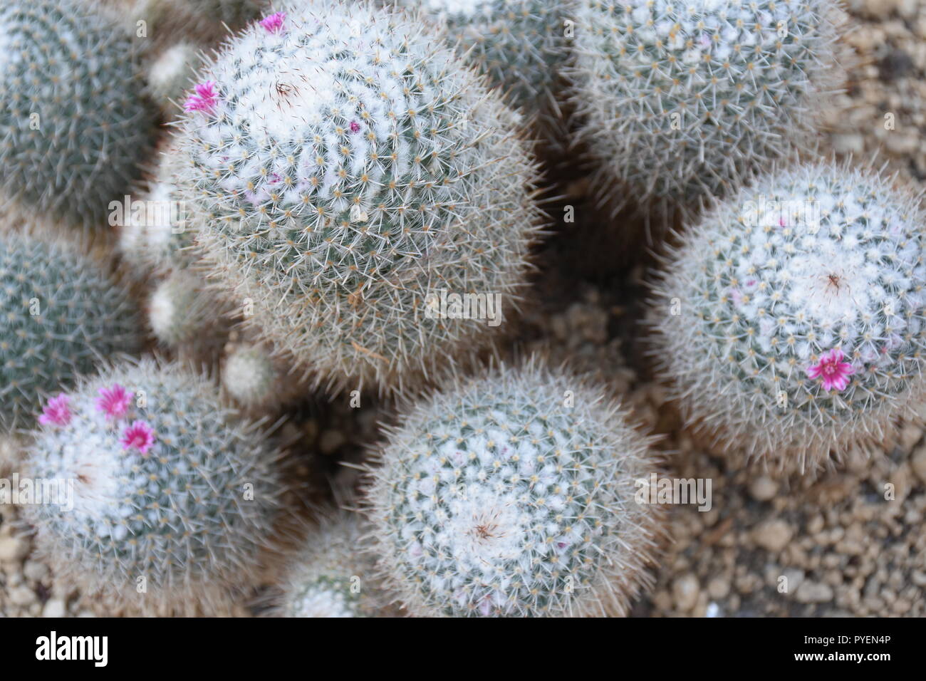 Cactus sponge hi-res stock photography and images - Alamy