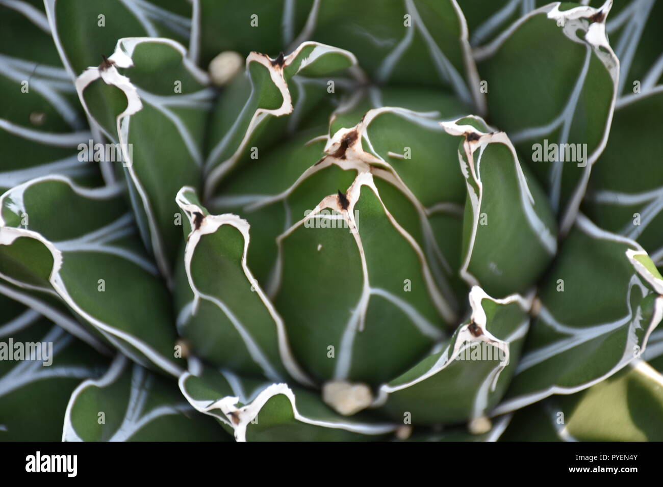 Closeup cactus hi-res stock photography and images - Alamy