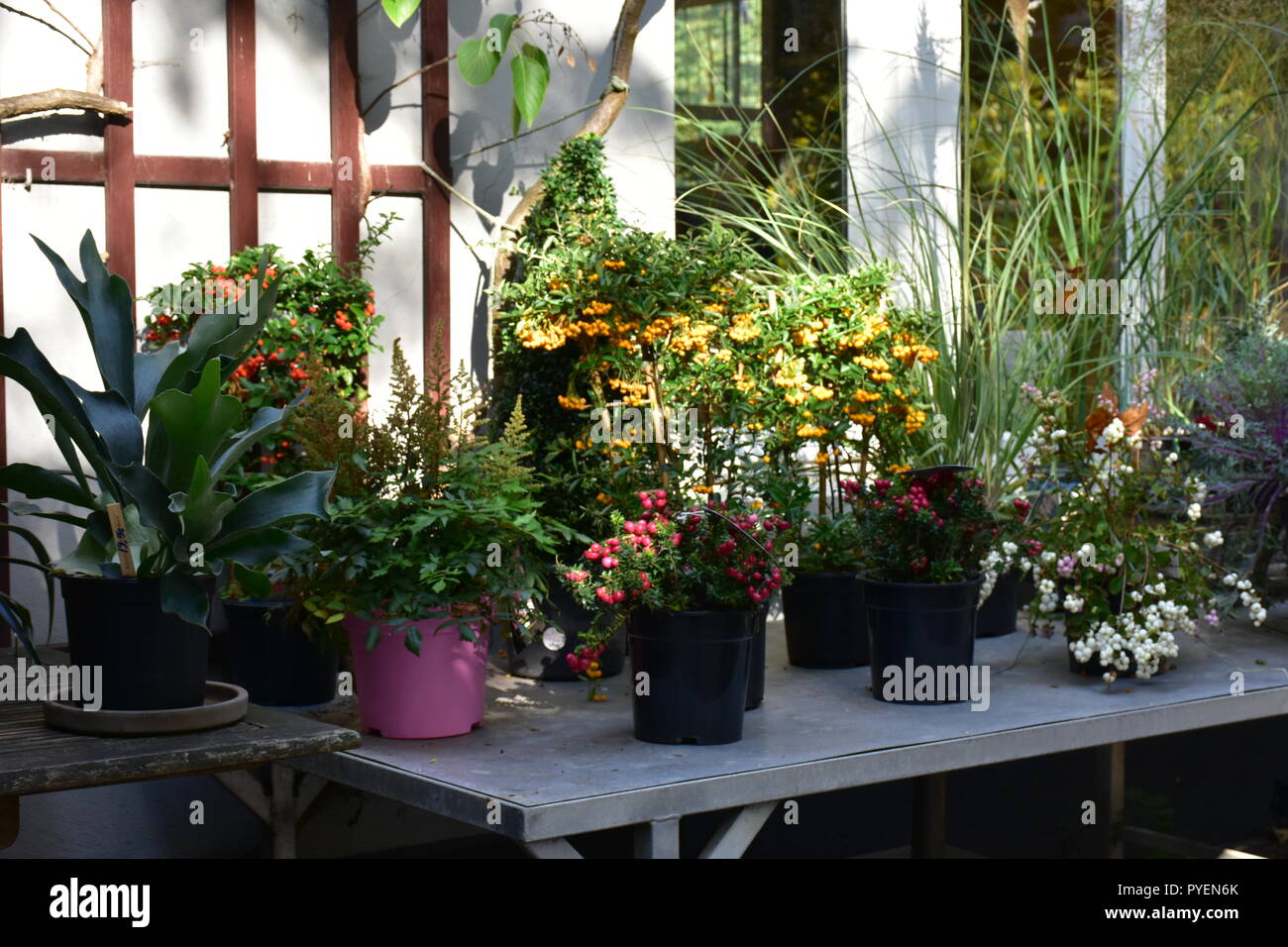 Beautiful garden shop Stock Photo - Alamy