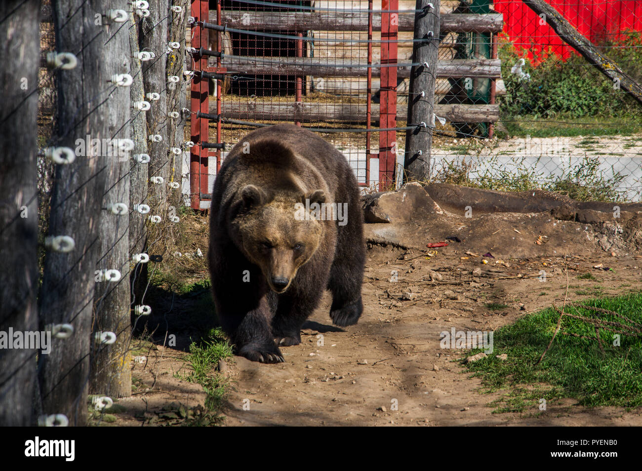 Bear in Korenica, Croatia Stock Photo - Alamy