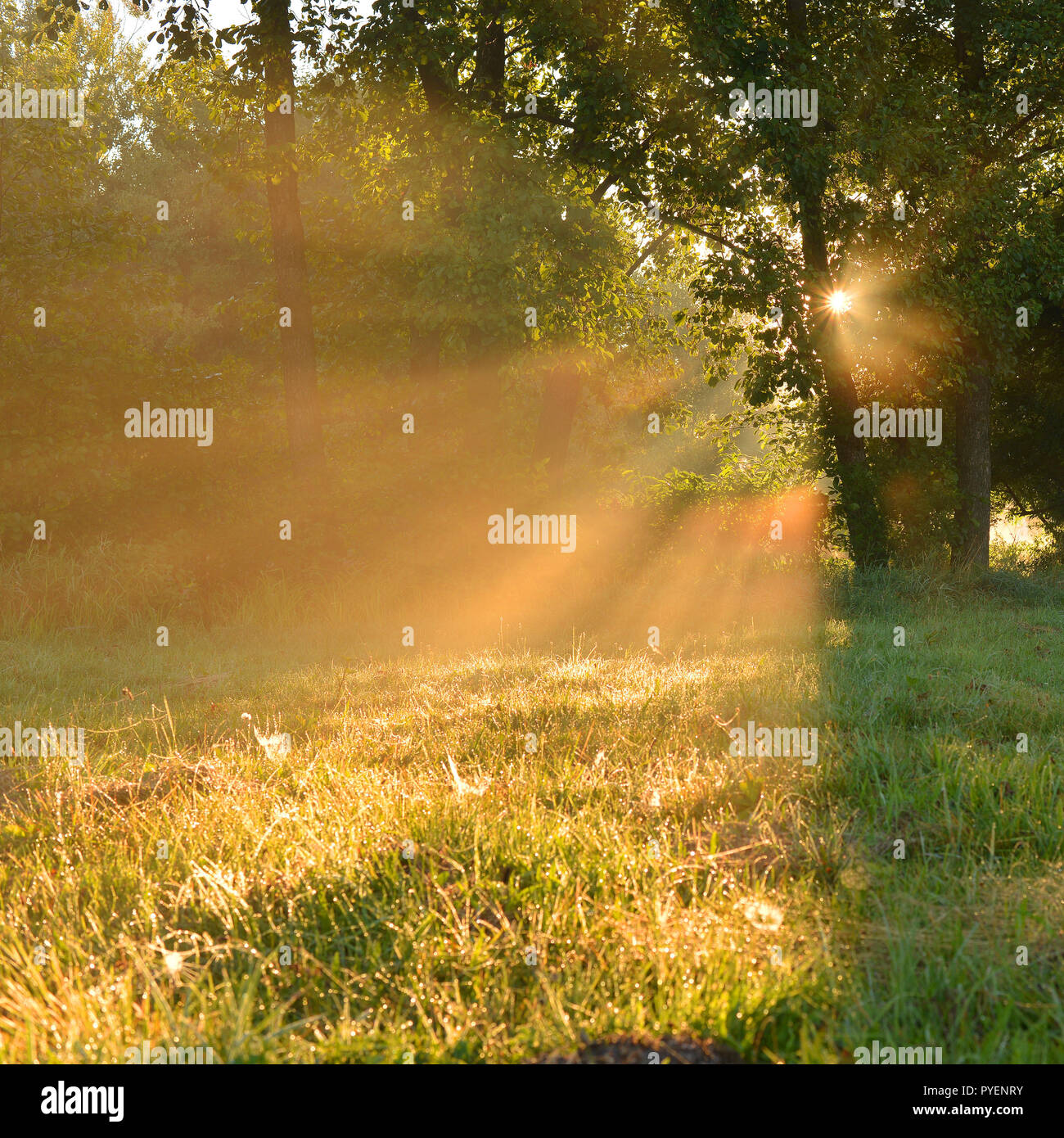 Beautiful autumn dawn on forest edge Stock Photo - Alamy