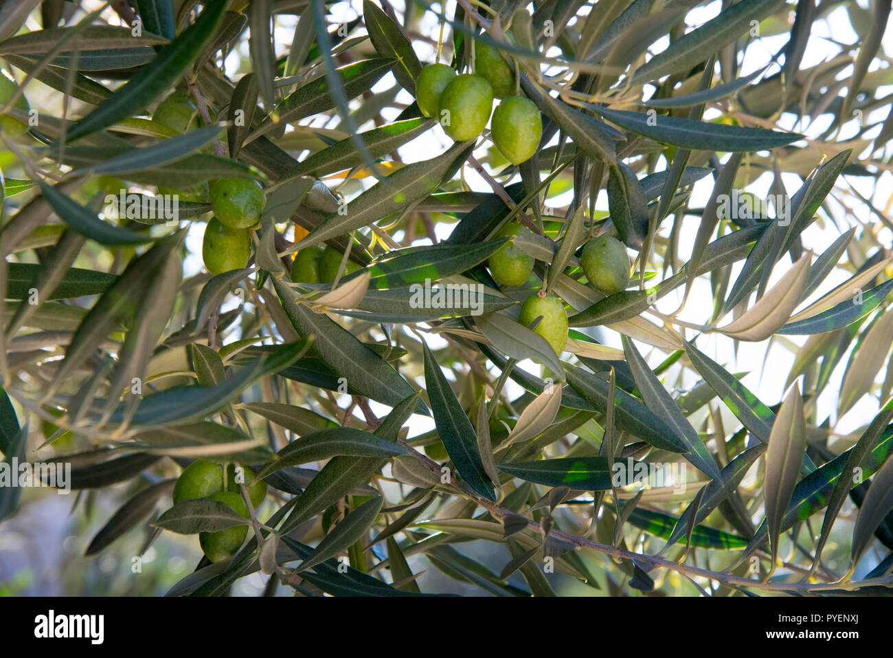 Olive trees and france hi-res stock photography and images - Alamy