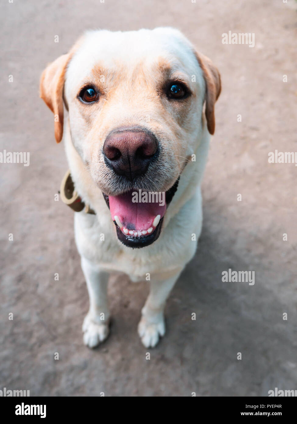 Beautiful adult golden labrador dog. Doggy smiling. He's feeling hot at ...