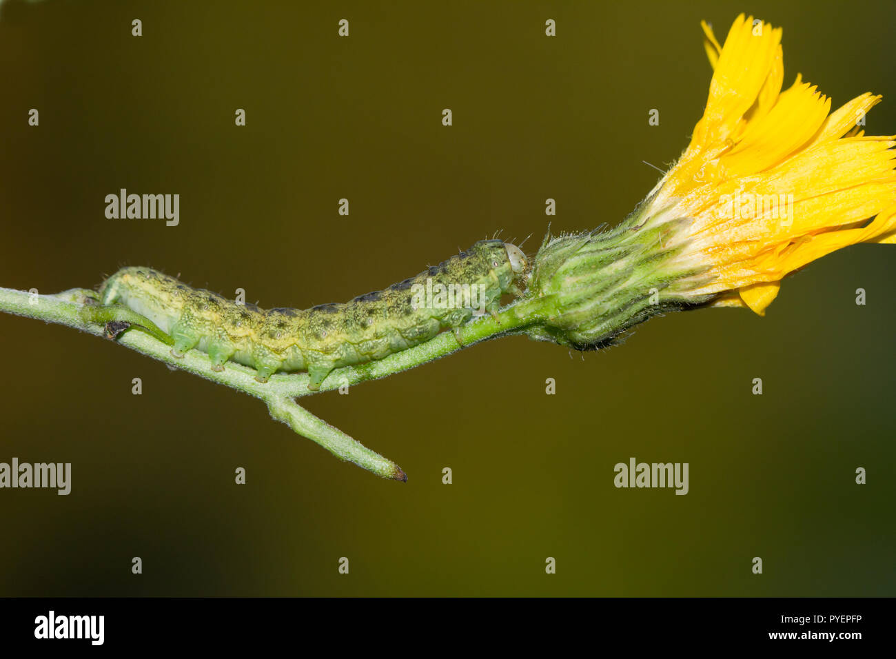 Broad-barred white larva Stock Photo - Alamy