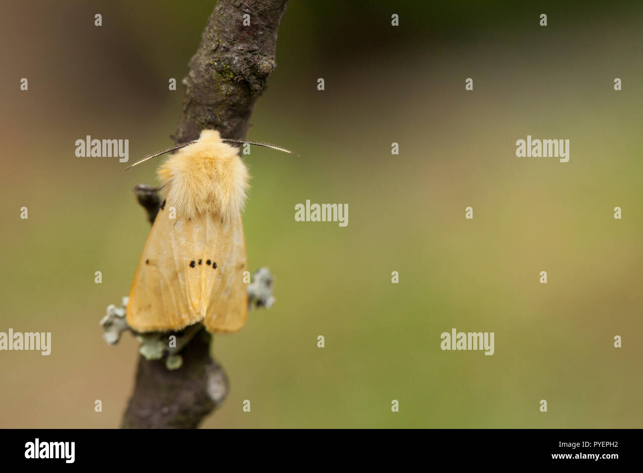 Buff tiger moth hi-res stock photography and images - Alamy