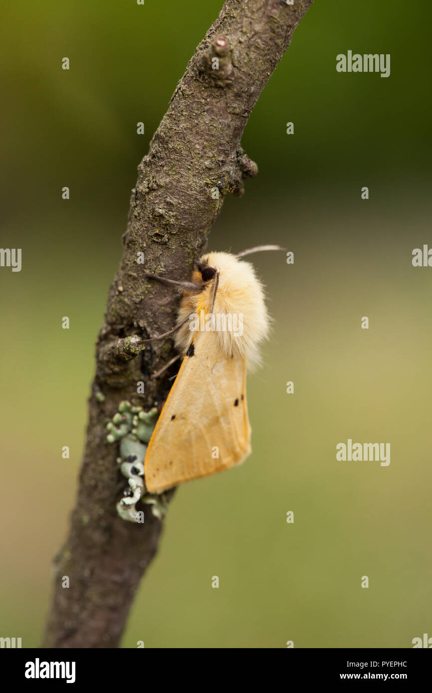 Buff tiger moth hi-res stock photography and images - Alamy