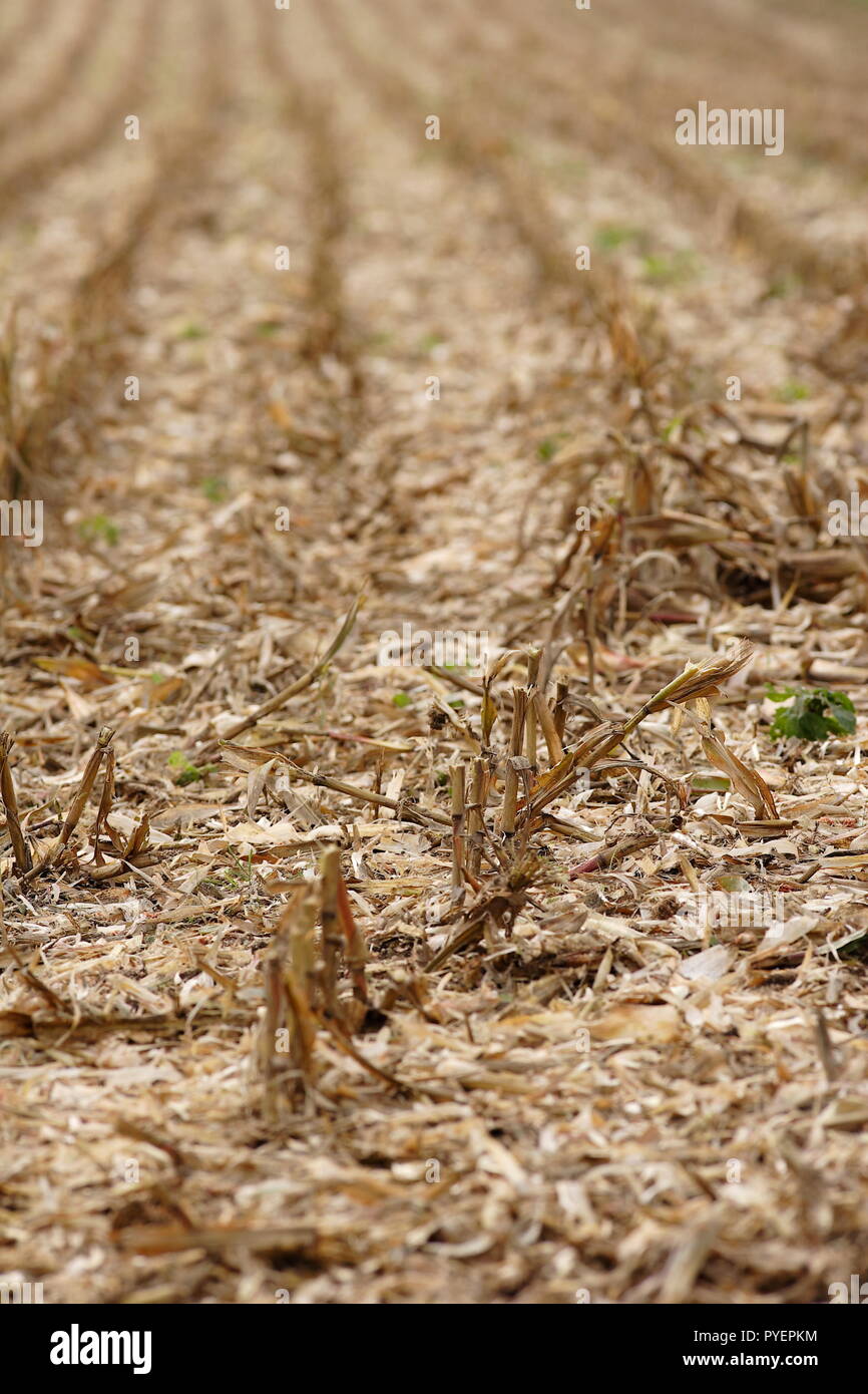 Field of corn after being harvested showing the plant stubble left ...