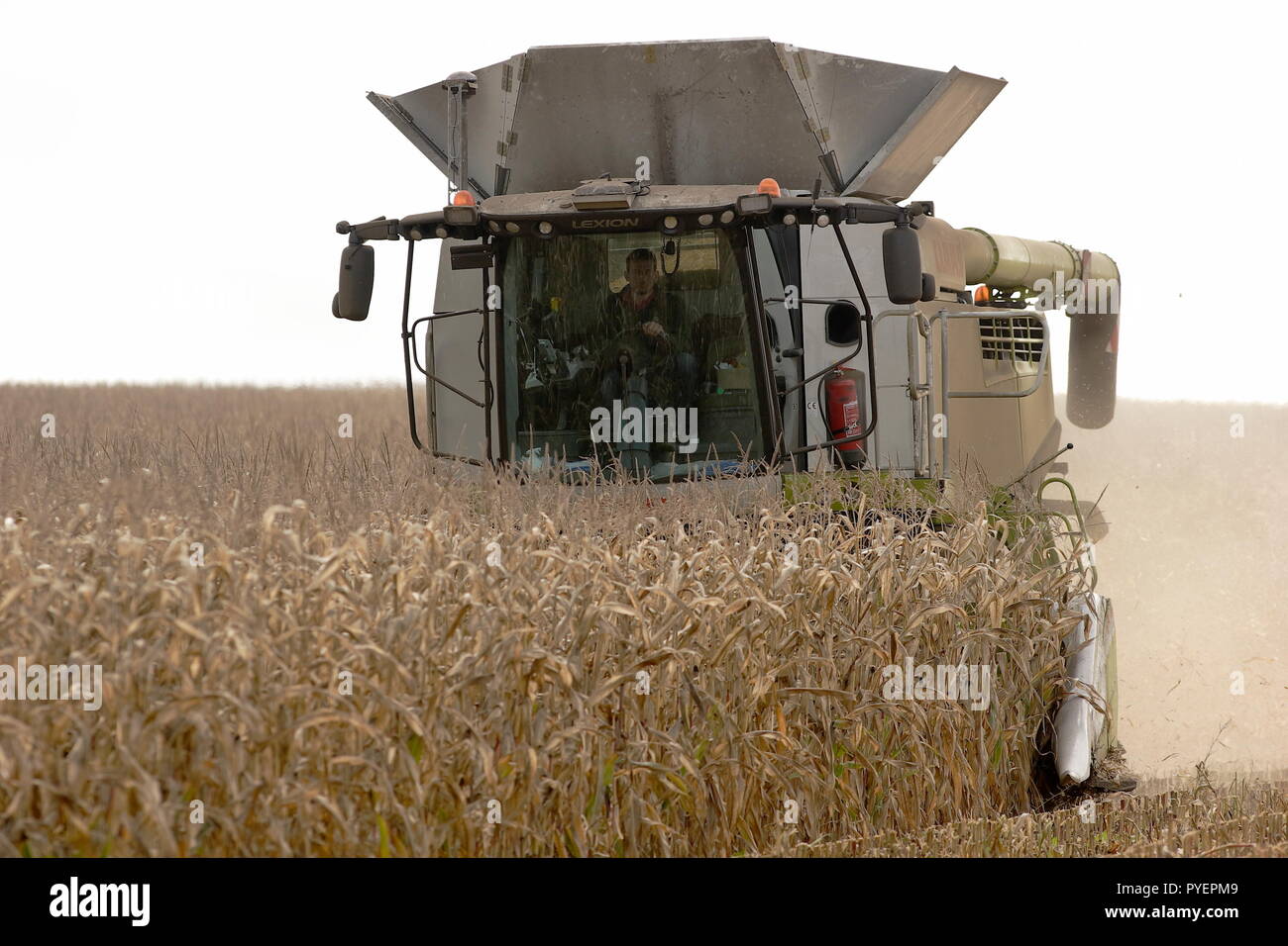 Farm worker harvesting a field of dry corn grain with a combine ...