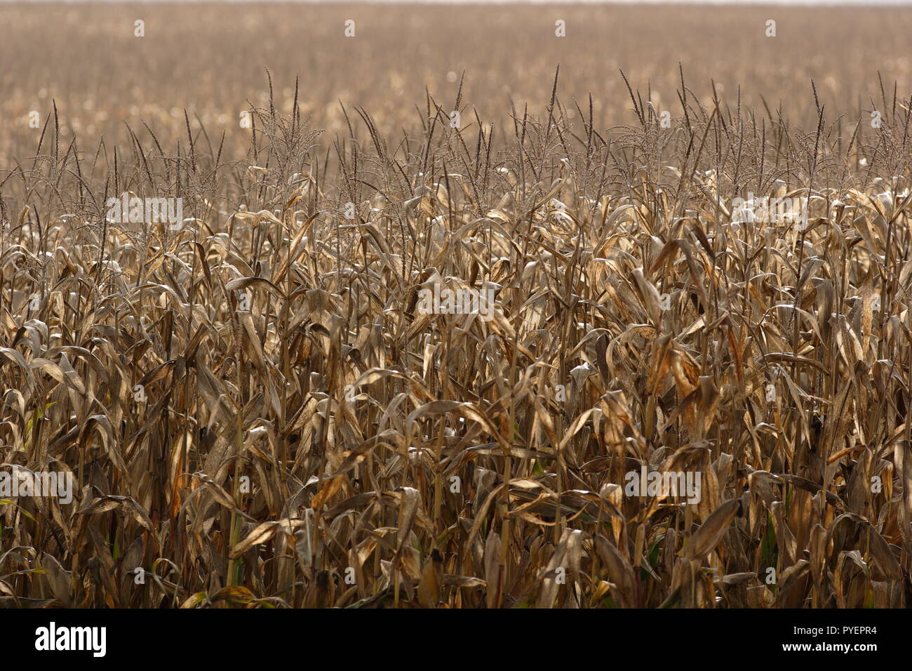 Compressed view of field of ripe dry corn filling the frame, ready to ...