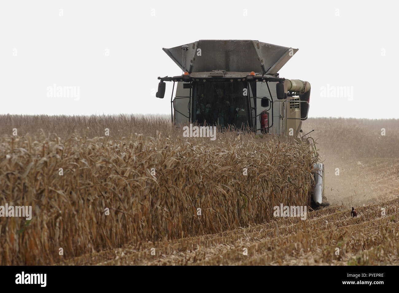 Farm worker harvesting a field of dry corn grain with a combine ...