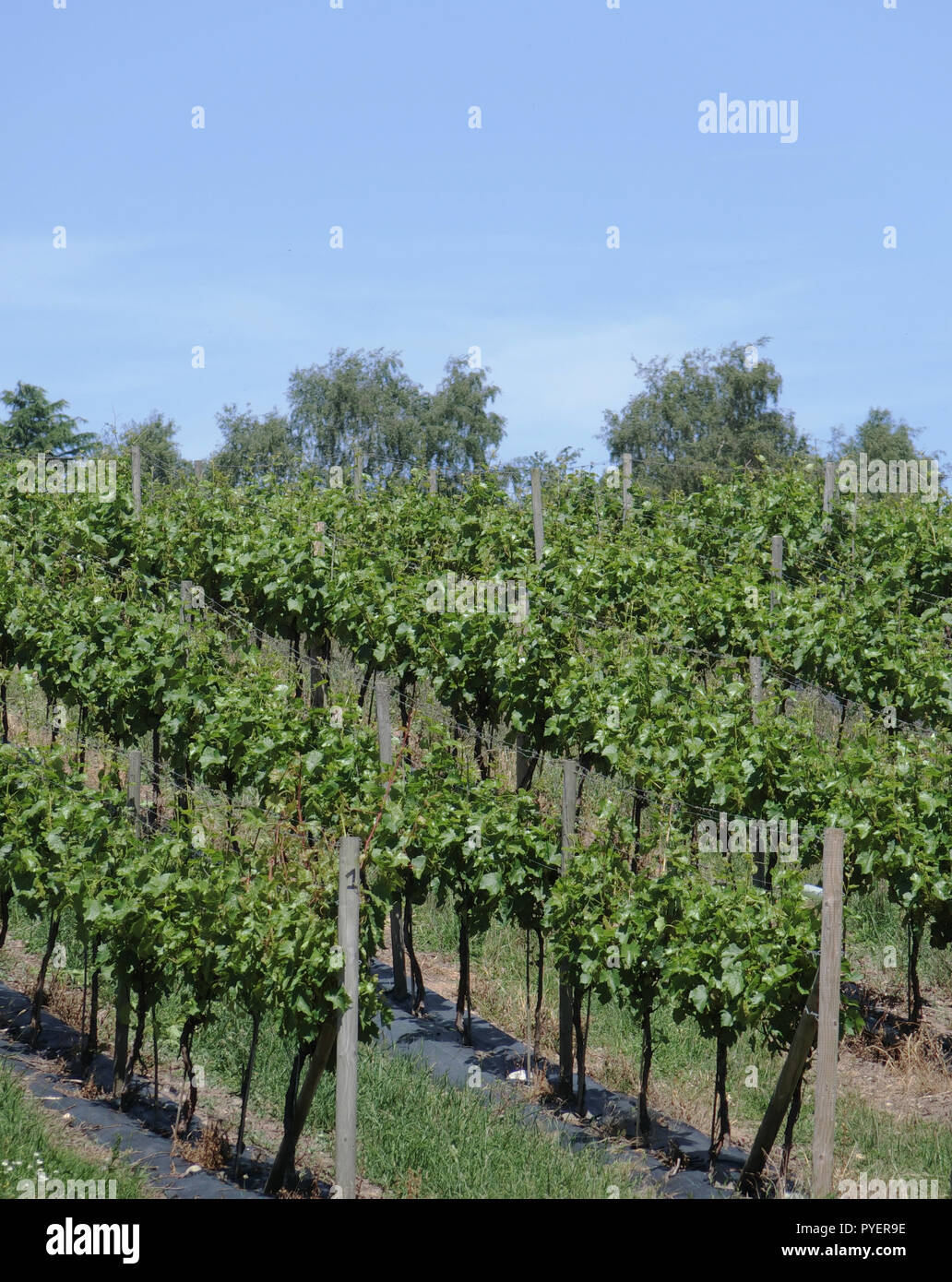 Rows of Vines Growing at Halfpenny Green Vineyard, South Staffordshire ...