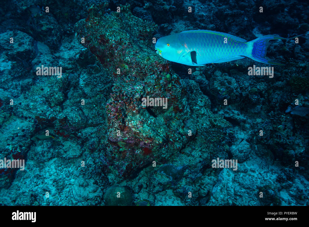 Parrot fish Maldives Stock Photo - Alamy