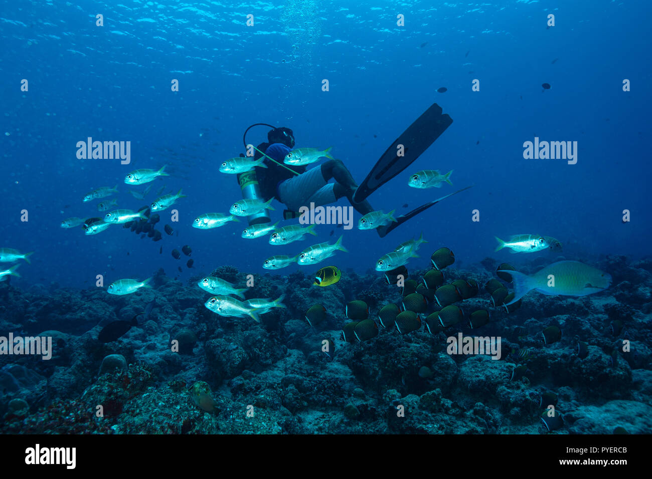 Tropical fish at the Maldives Stock Photo - Alamy