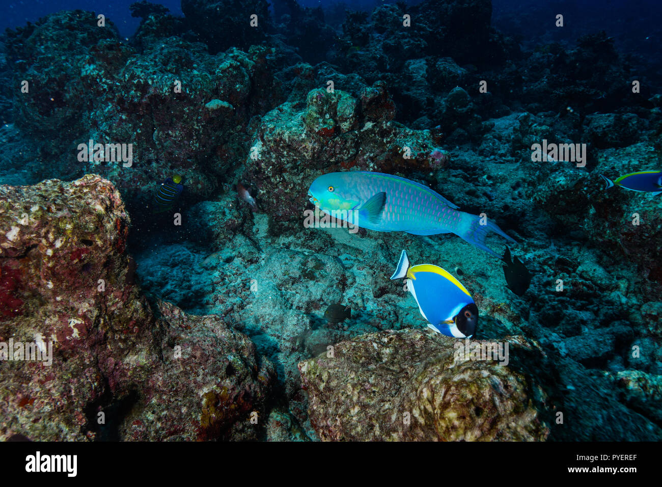 Parrot fish Maldives Stock Photo - Alamy