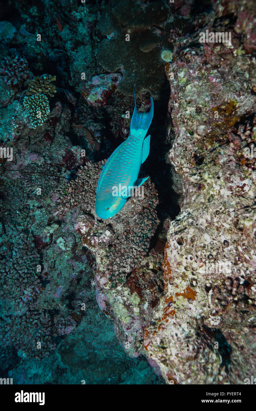 Parrot fish Maldives Stock Photo - Alamy