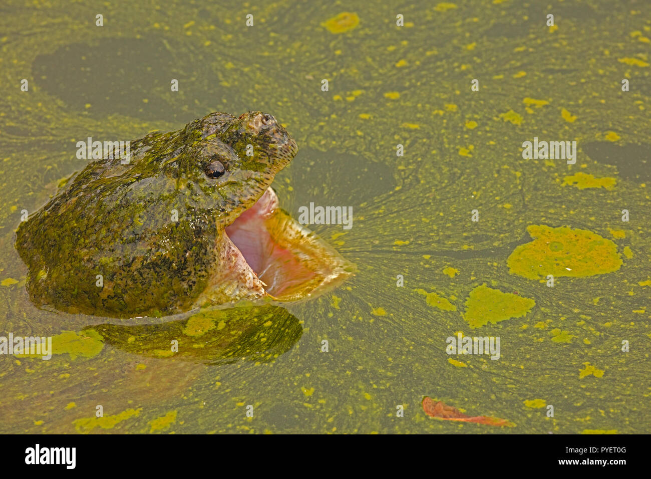 snapping turtle,Chelydra serpentina, and algal bloom,Cyanobacteria ...